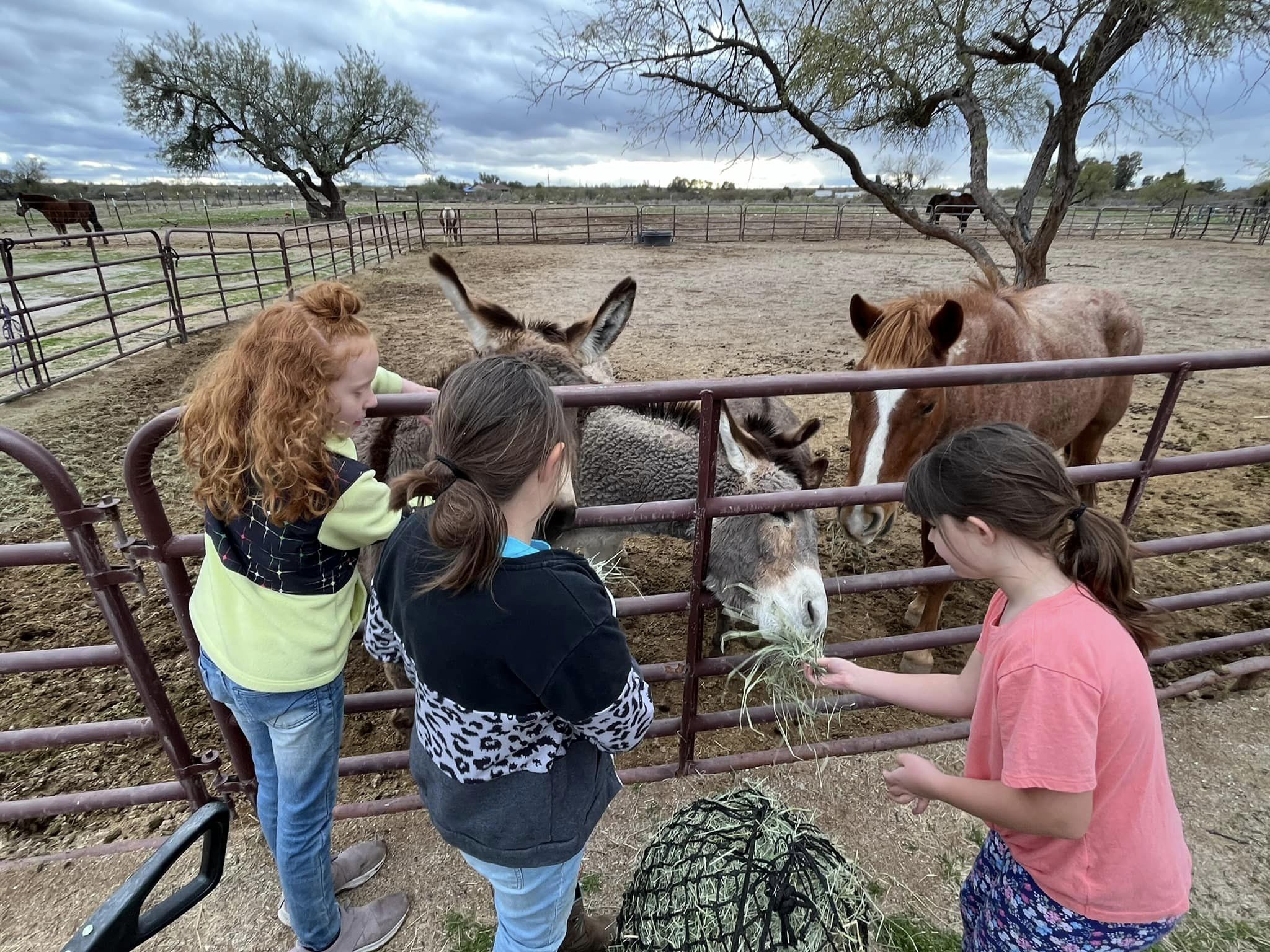 2026 Tucson Summer Camps with Animals | Raising Arizona Kids Magazine